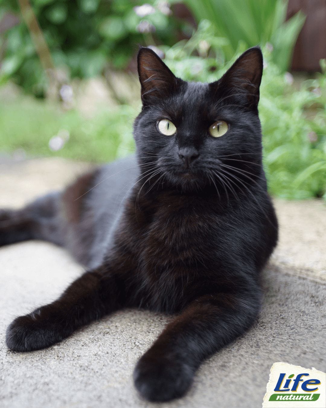 Origini e caratteristiche del Bombay, il “gatto pantera” - Life Natural