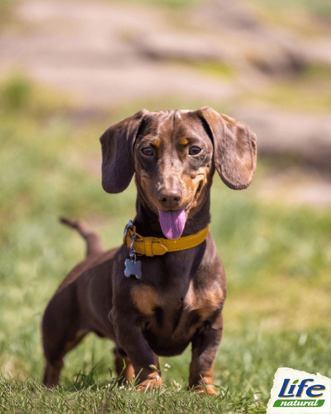 Il Bassotto: Storia e Caratteristiche di un piccolo cacciatore! - Life ...