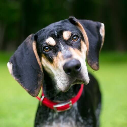 Dog language: do our dogs understand us? - Life Natural