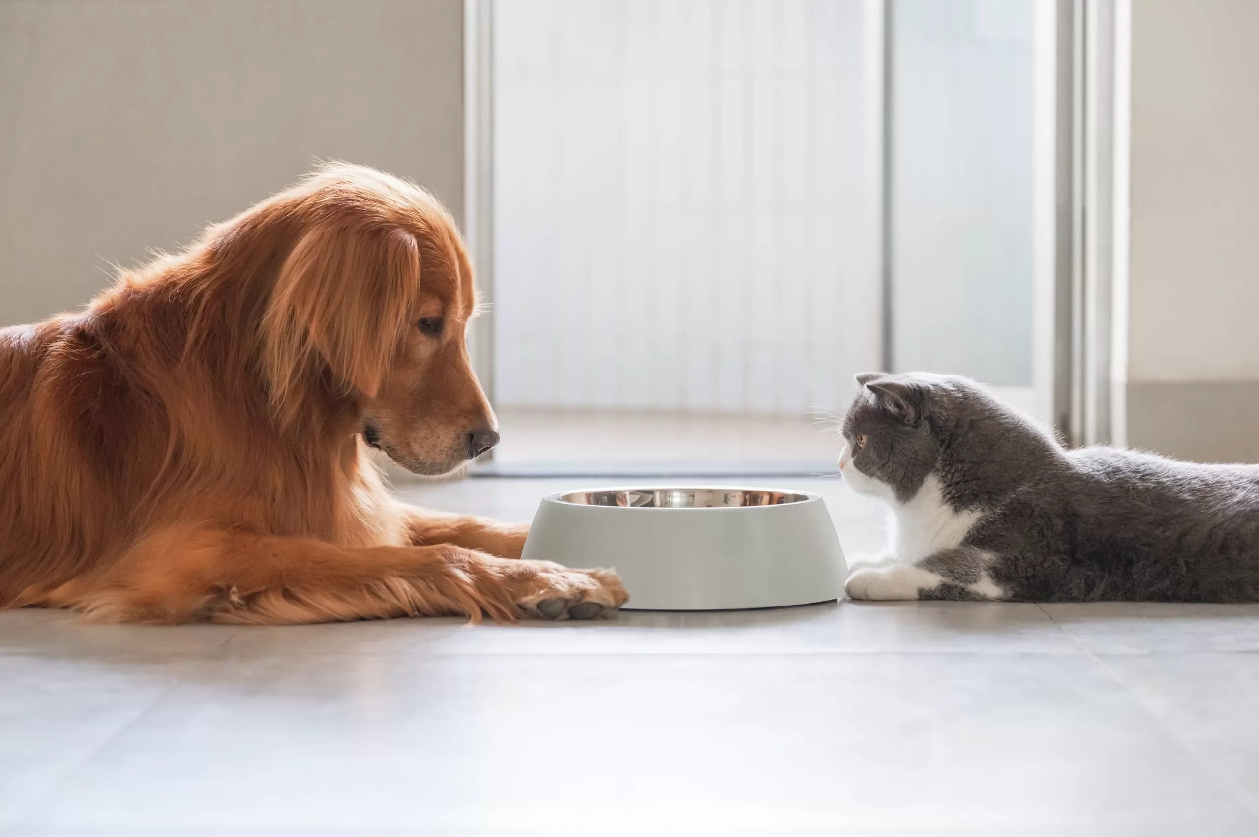 MIX FEEDING. UNIAMO I VANTAGGI DEGLI ALIMENTI SECCHI E UMIDI PER CANI E ...